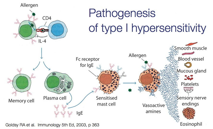 Materi LENGKAP Reaksi Hipersensitivitas - Biologizone
