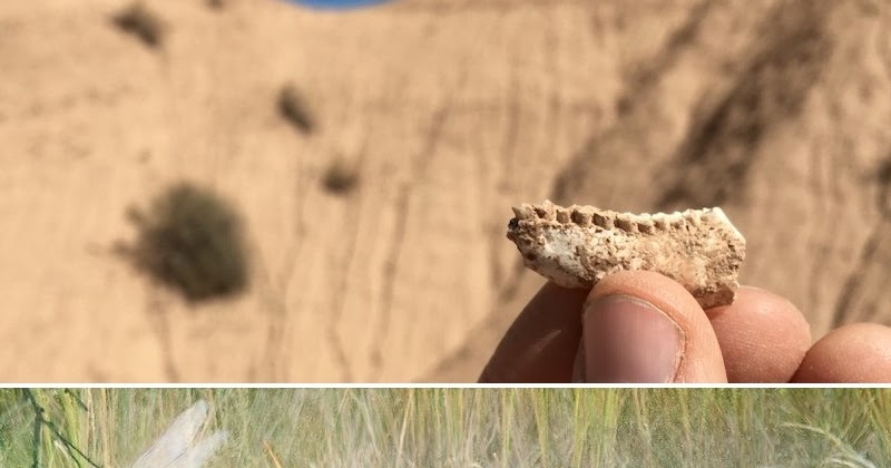 Species New to Science: [PaleoMammalogy • 2020] Juchuysillu ...