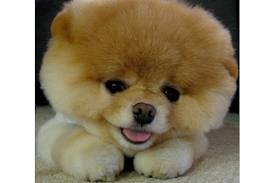 EL PERRO MAS MONO DEL MUNDO | Mirincon