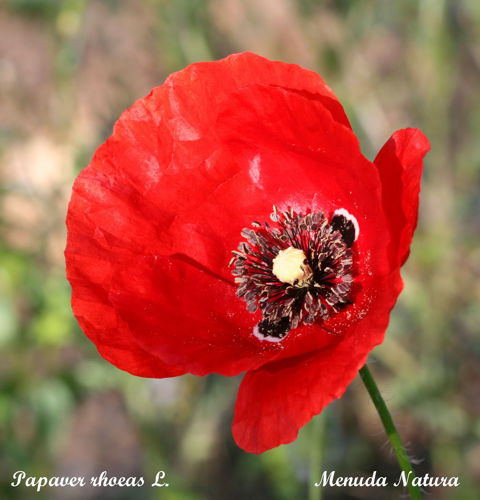 Menuda Natura: Papaver rhoeas L.