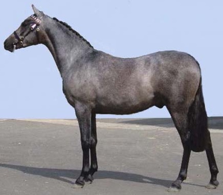 Australian Riding Horse ~ Horses World