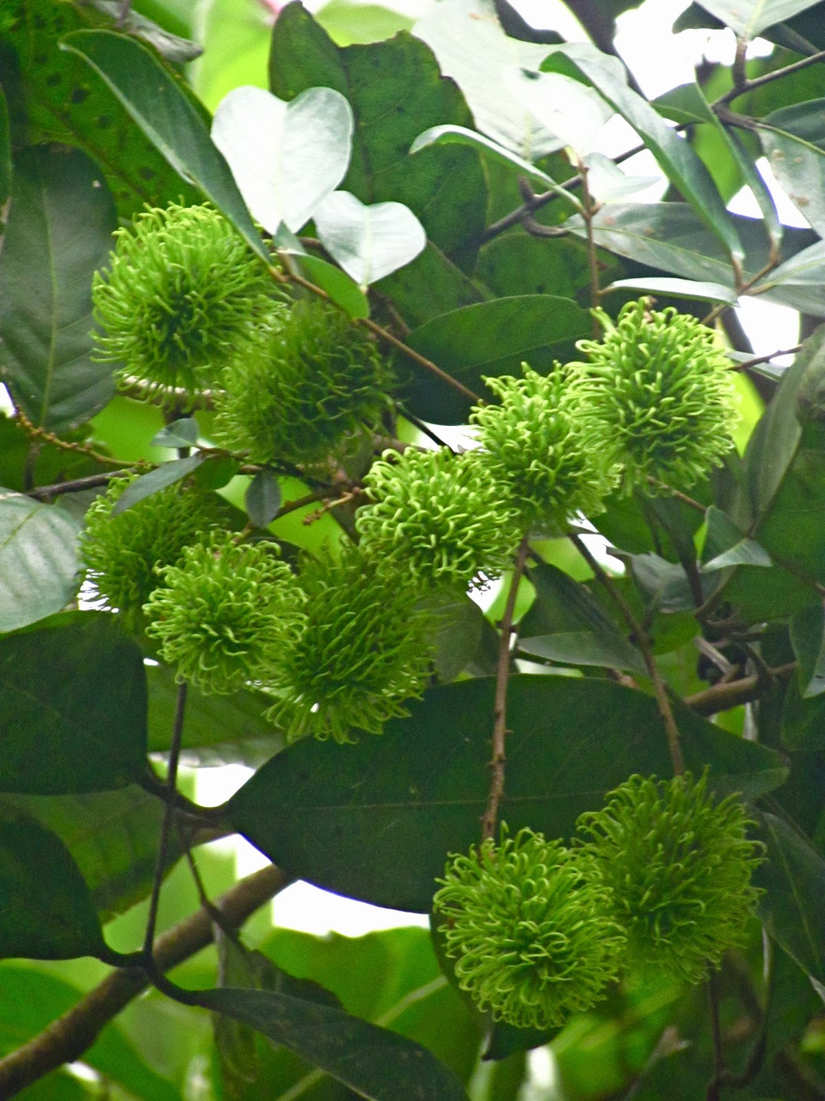 1784: Philippine Tree of the Month: Rambutan