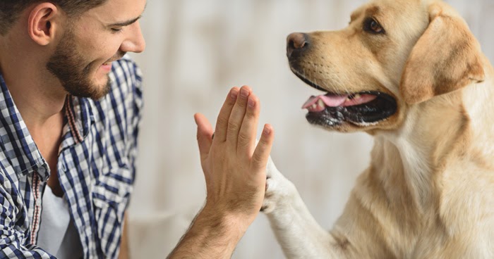 Animal-Assisted Therapy: How it Works and Who it May Help