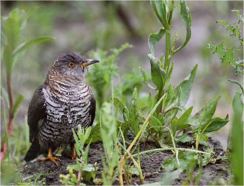 wilde perspektiven: Kuckuck
