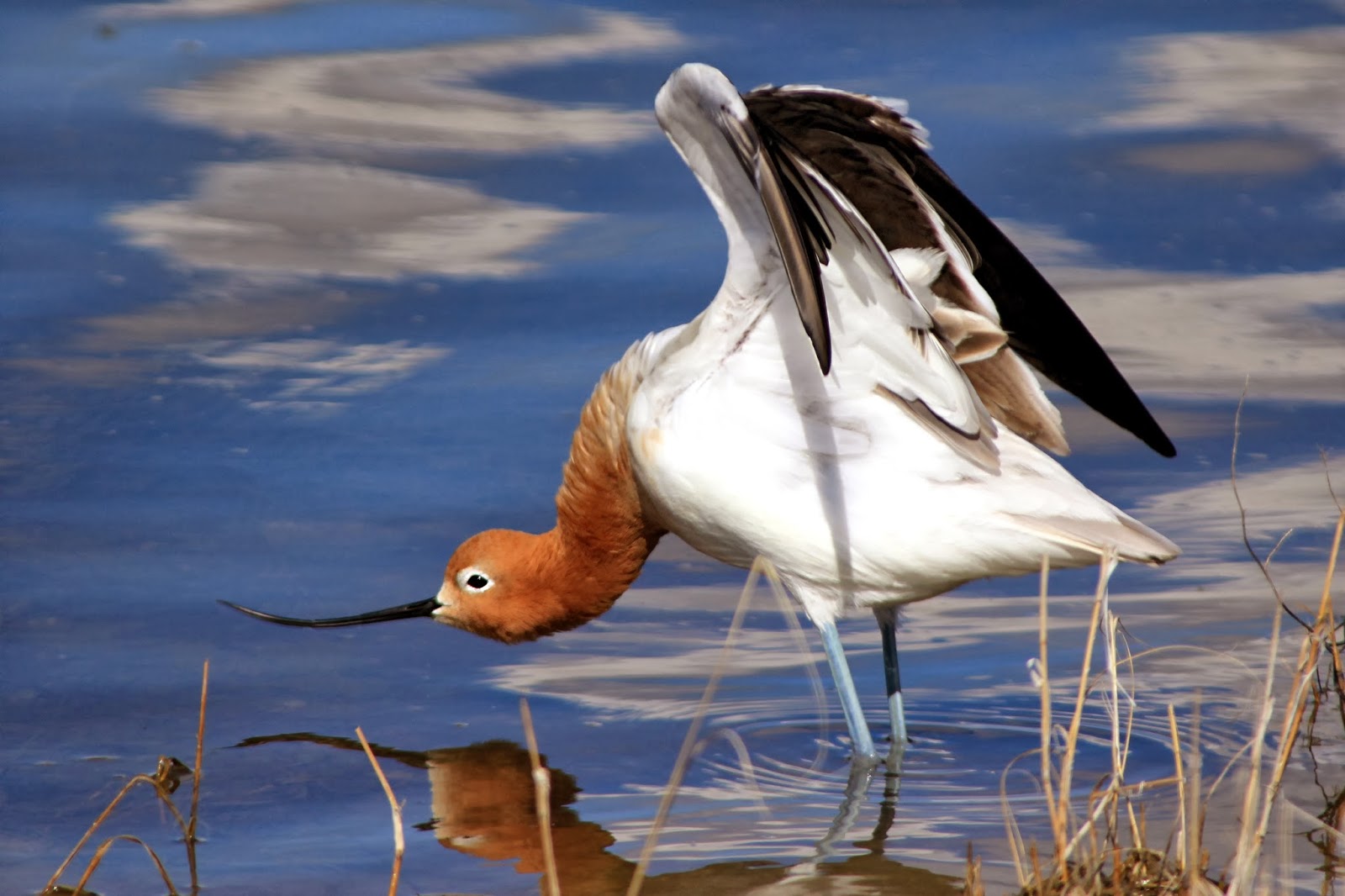 Utah Birders | Birding Blog, Utah Birds, Utah Birding, Utah Bird ID ...