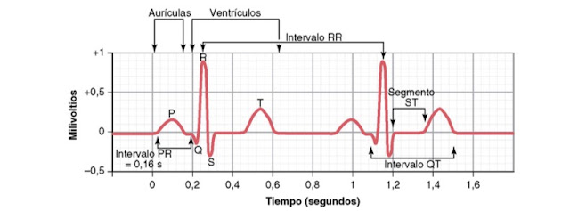 Electrocardiograma normal