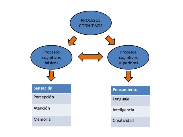 Procesos Cognitivos Básicos y Superiores | Psicología Cognitiva