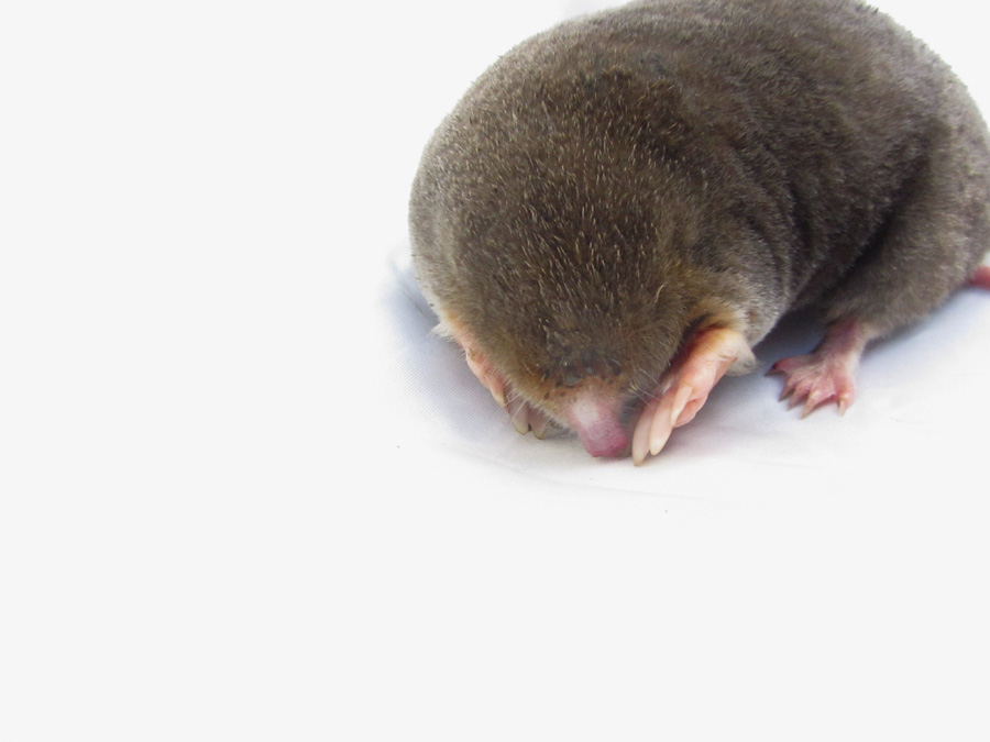 Matthew Fels: The Eastern Mole I Caught Today