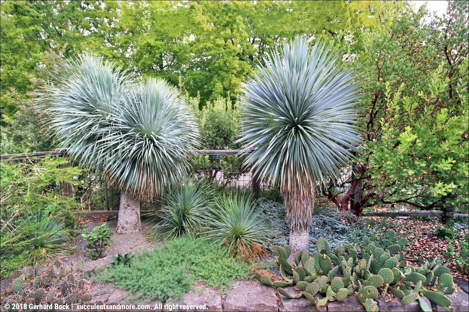 A trip around the world in John Kuzma's Portland fusion garden