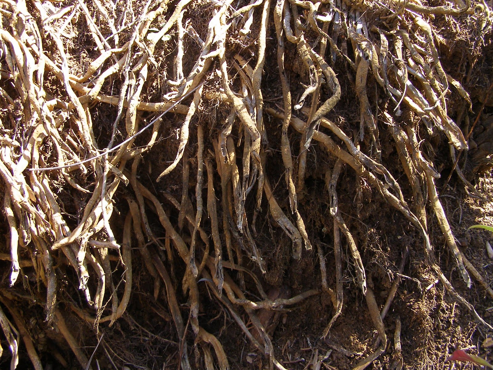 Blue Jay Barrens: Weird Plant
