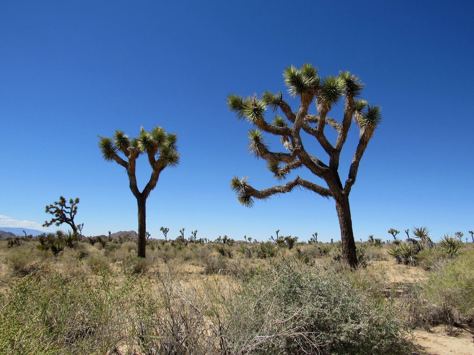 Joshua Tree Woodlands: A Tale of Sloths, Moths and the Trees that Need Them