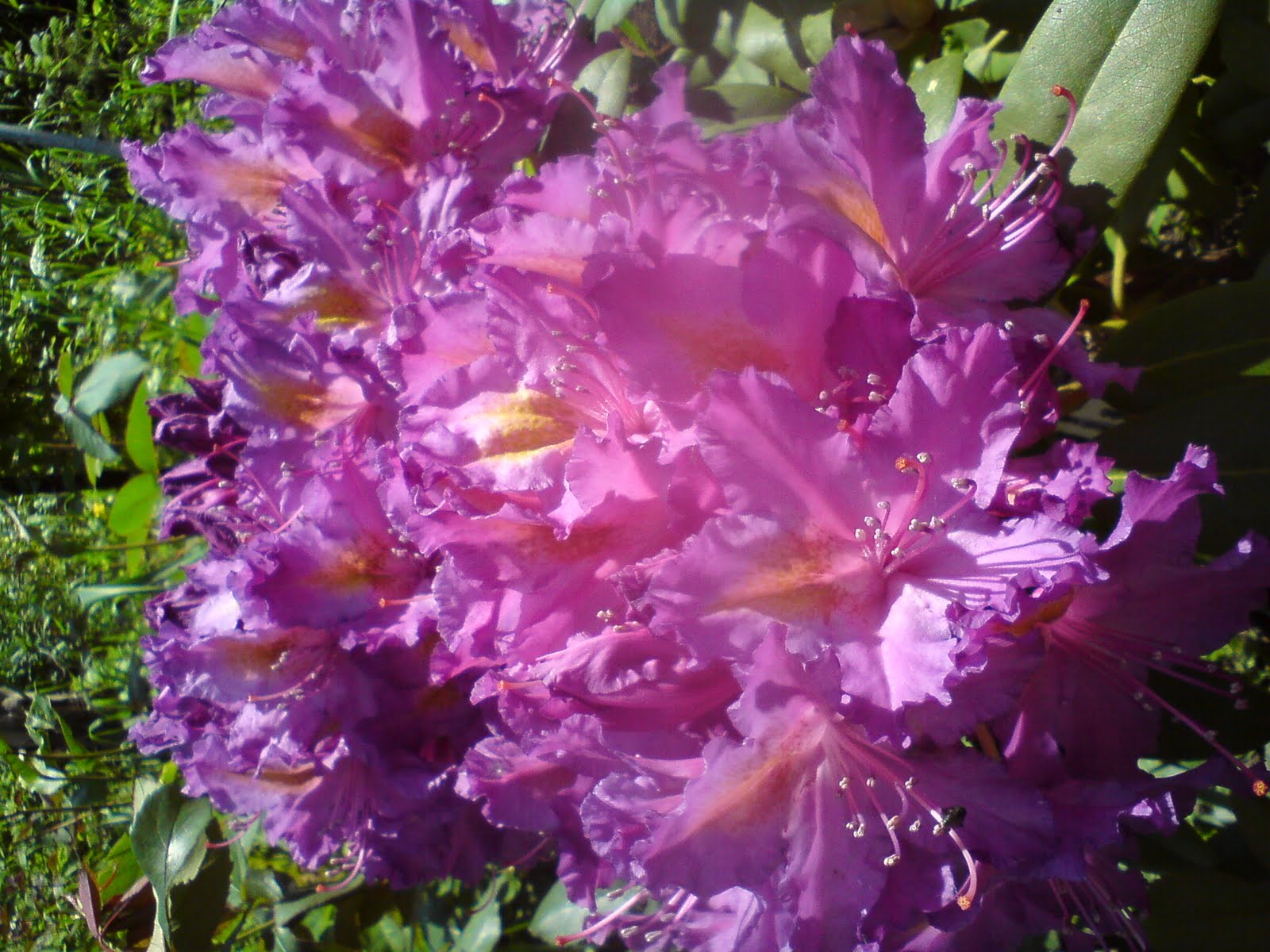 Najpiękniejsze kwiaty świata: RODODENDRONY