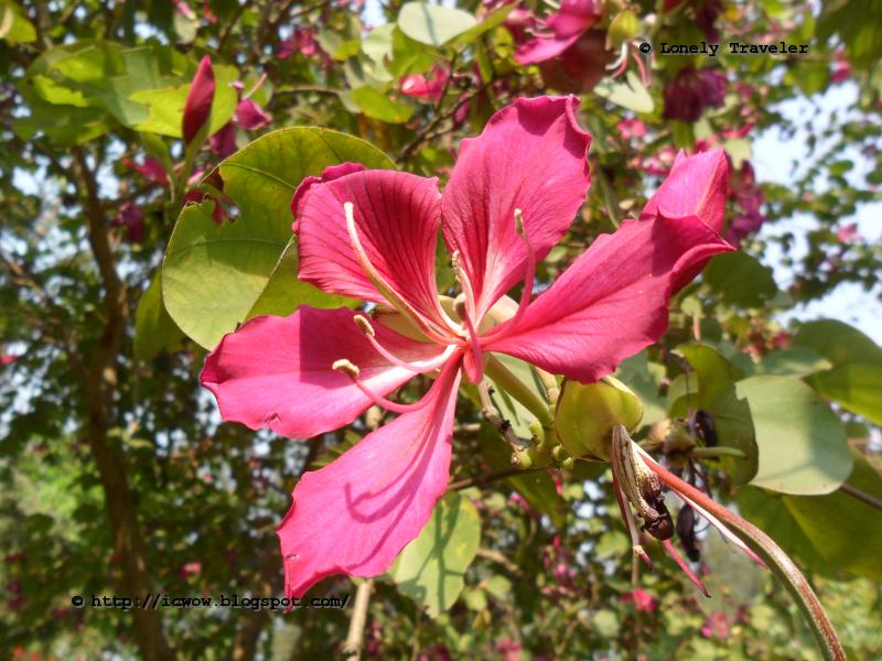 Rokto Kanchan Ful(রক্ত কাঞ্চন ফুল) - Bauhinia variegata