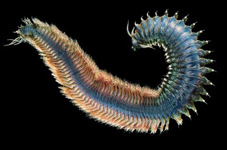 Ciri-Ciri Umum Filum Annelida - MINDUT