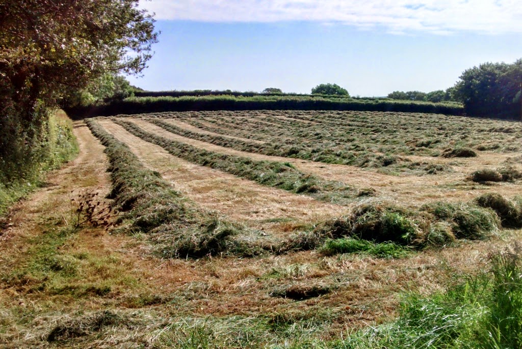 Dartmoor Ramblings: MAKING HAY WHILE THE SUN SHINES