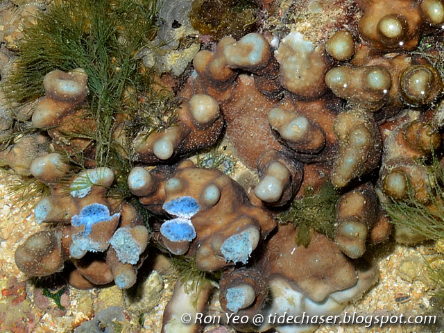 tHE tiDE cHAsER: Helioporacea Corals (Phylum Cnidaria: Order ...
