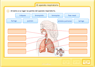 The Scientikids 20-21: Respiratory system: interactive activities (II)