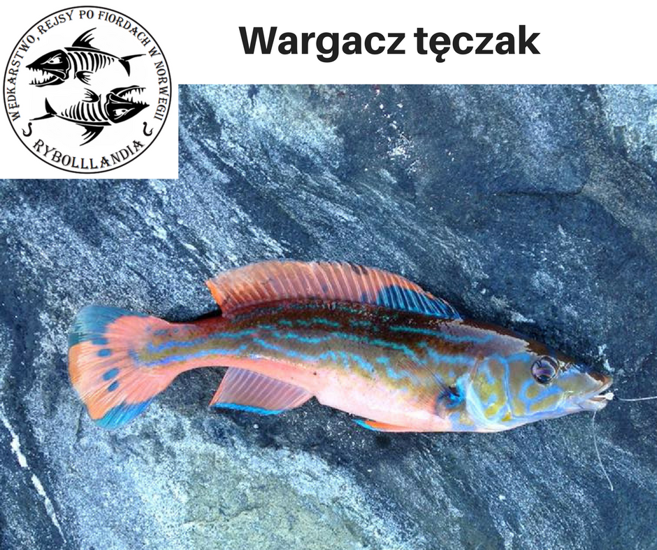 Ryby z rodziny wargaczowatych - Wargacz