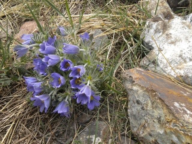Sue Dennis: Wildflower season in Mongolia