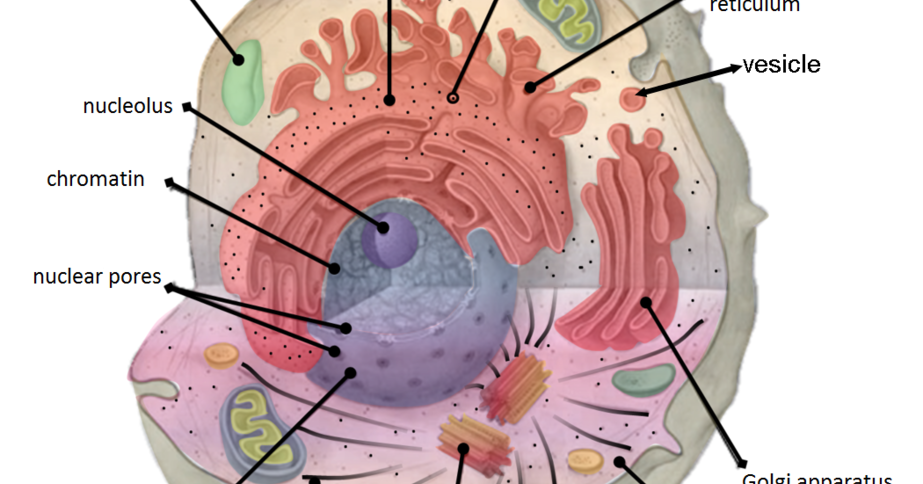 Unsorted pieces: Cells in the human body