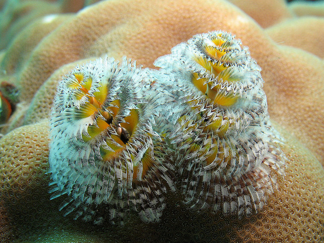 Real Monstrosities: Christmas Tree Worm