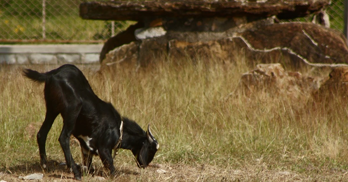 Journeys across Karnataka: kneeling goat of Rajan Kollur