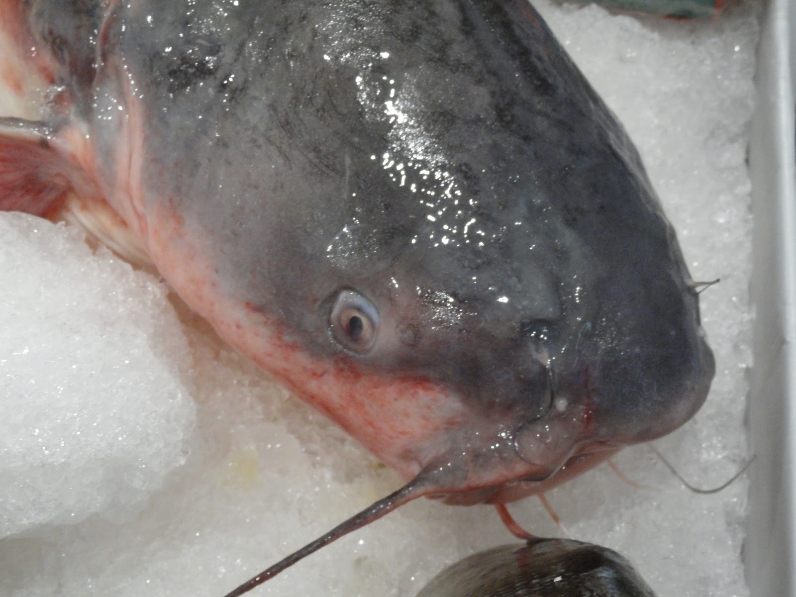 The Passionate Foodie: International Boston Seafood Show: Fish Fun & Photos