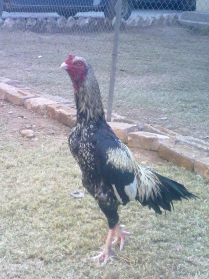 ASEEL FIGHTER PHOTOS - ASEEL FIGHTER PHOTOS