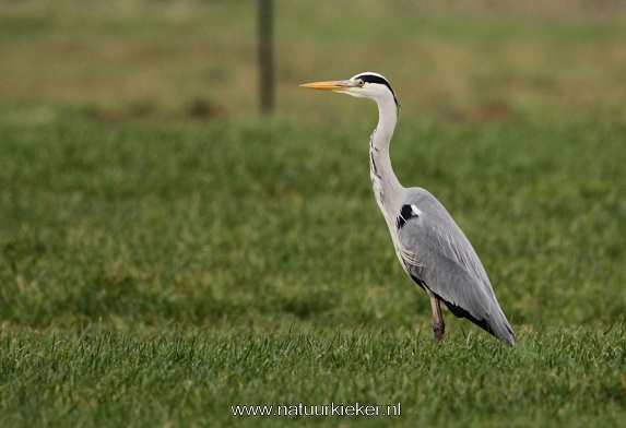 Blauwe reigers niet populair