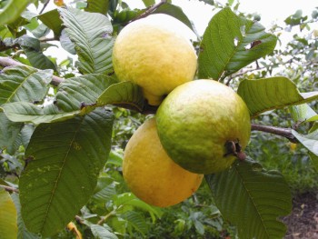 PLANTAS E ERVAS E FRUTOS QUE CURAM: FRUTA GOIABA
