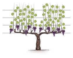 Fratelli del Vino: Weetjes