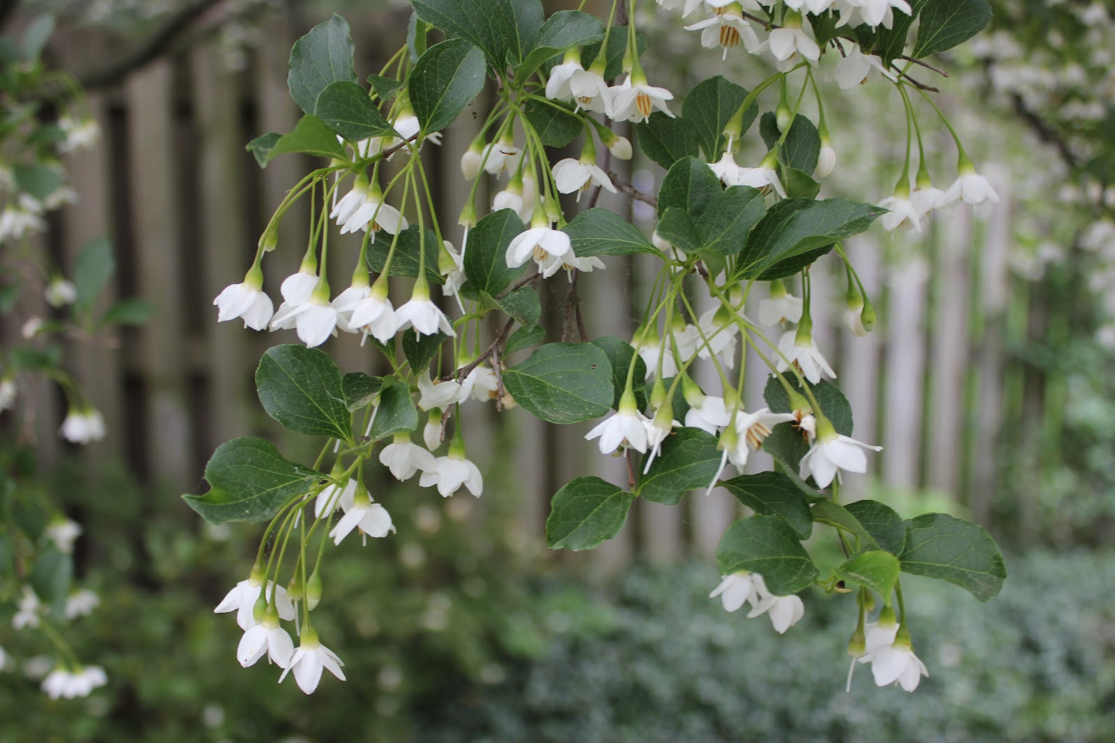 In and Out of My Garden: Lovely Styrax
