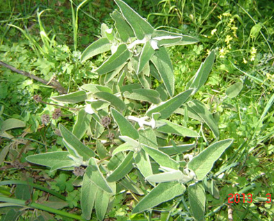 Alcoutim Livre: Mariola