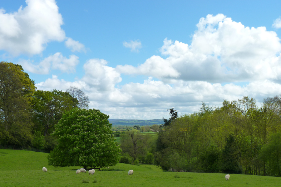 Middle of Nowhere: Brooding topiary at Longner Hall