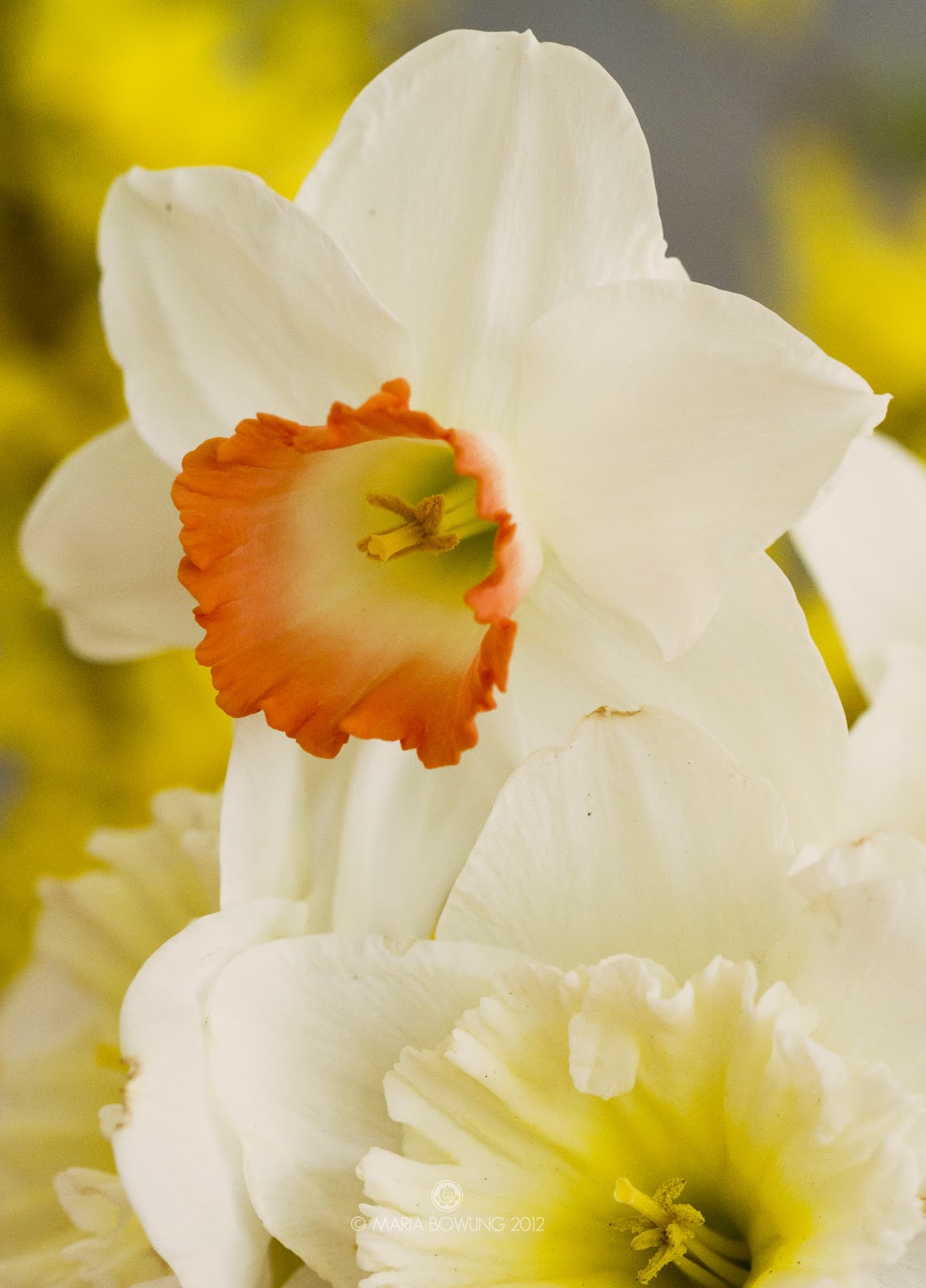 Pretty Medicine : Narcissus