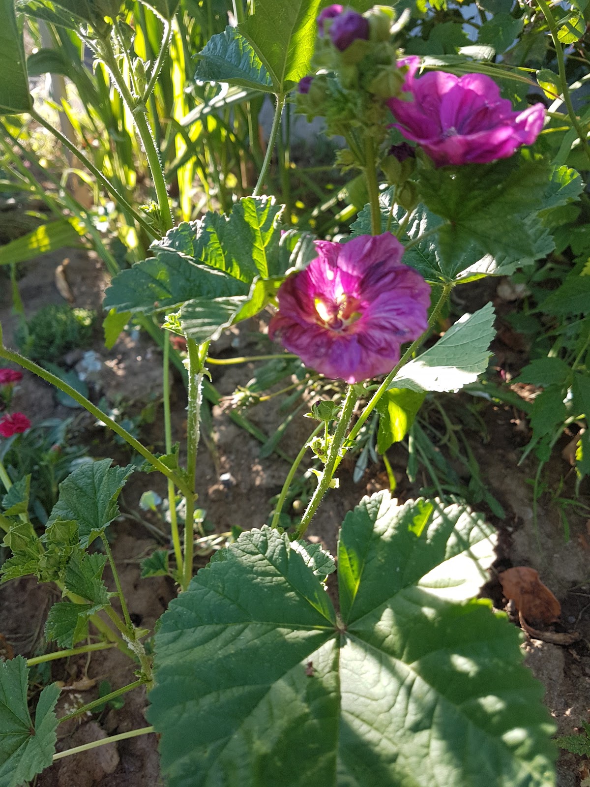 Crni sljez - dekorativna i prelijepa biljka izvanrednog ljekovitog sastava