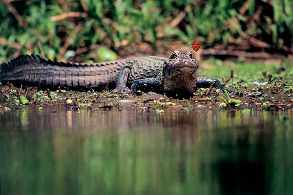 Loreto: La Ciudad Verde