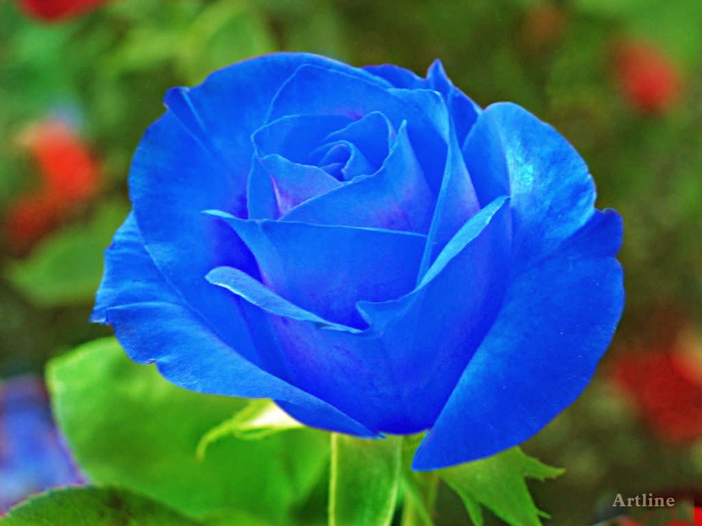 Blue Roses Pichttp://my143rose.blogspot.com/