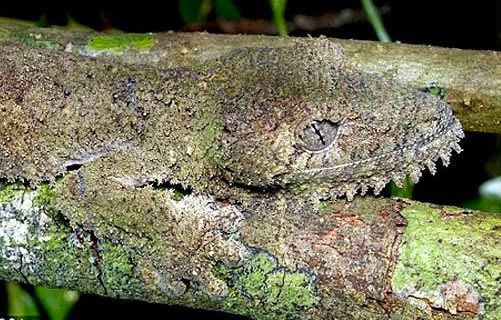 Desde las gavetas de mi escritorio: Mimetismo y camuflaje : mecanismos ...