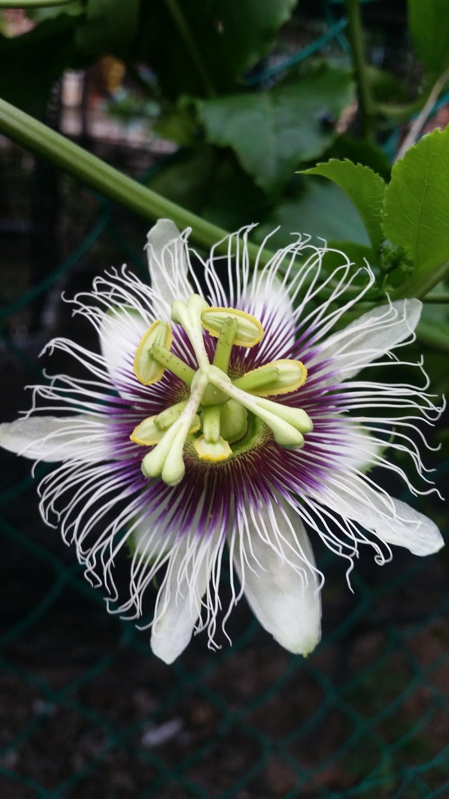 Warisan Petani: WW 22 : Bunga Markisa