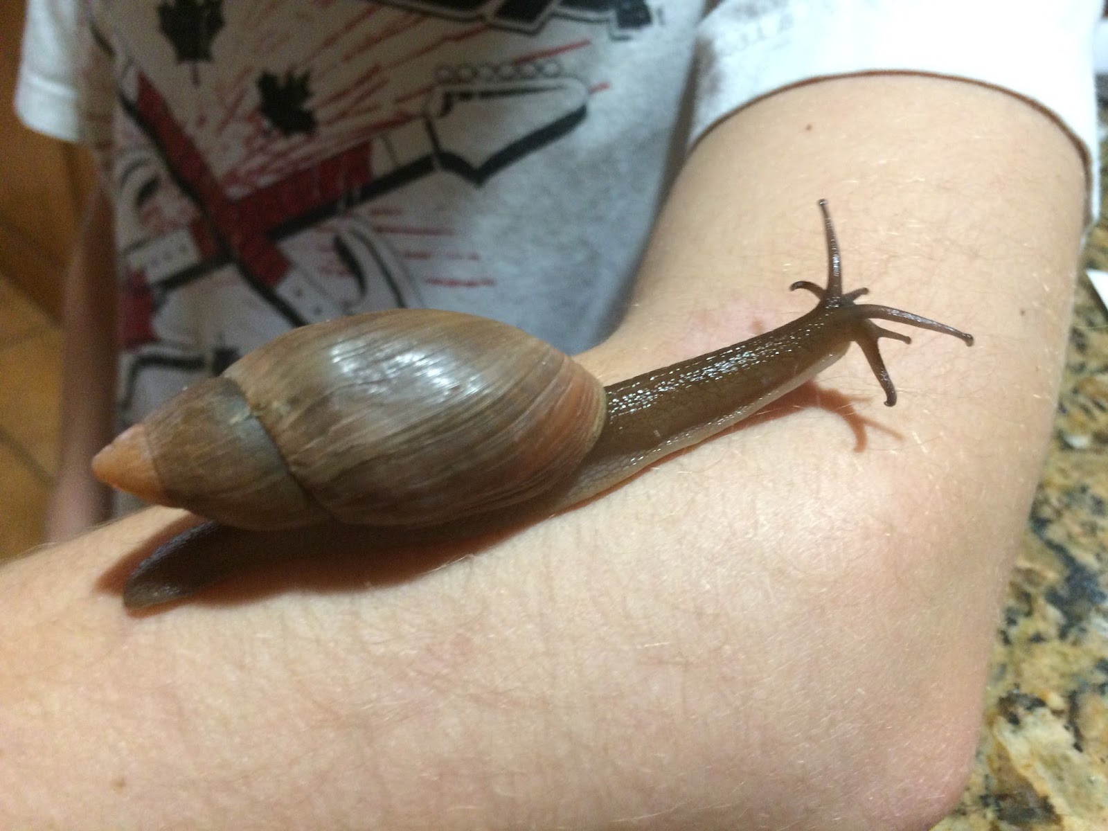 Life On and Off an Acreage: Weird Critter!