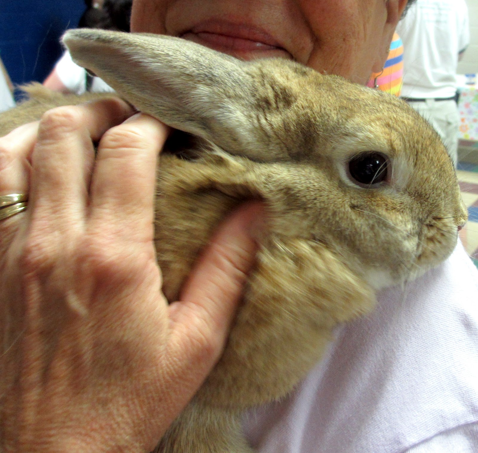 Rabbit Ramblings: Bunnyfest 2012 - The Look-alikes ...