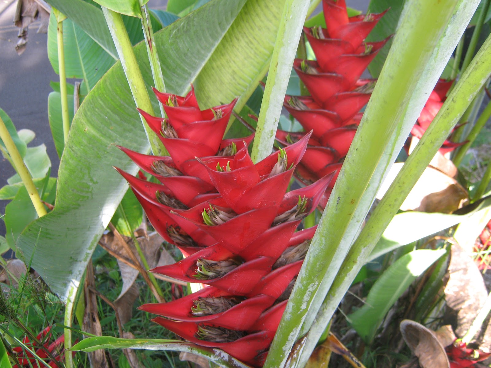 Garden Guy Hawaii: Tropical Favorites