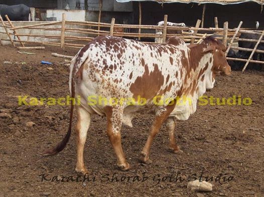 Bakra Eid 2014 - Photos and Videos of Qurbani Cows and Bakras: Nagori ...