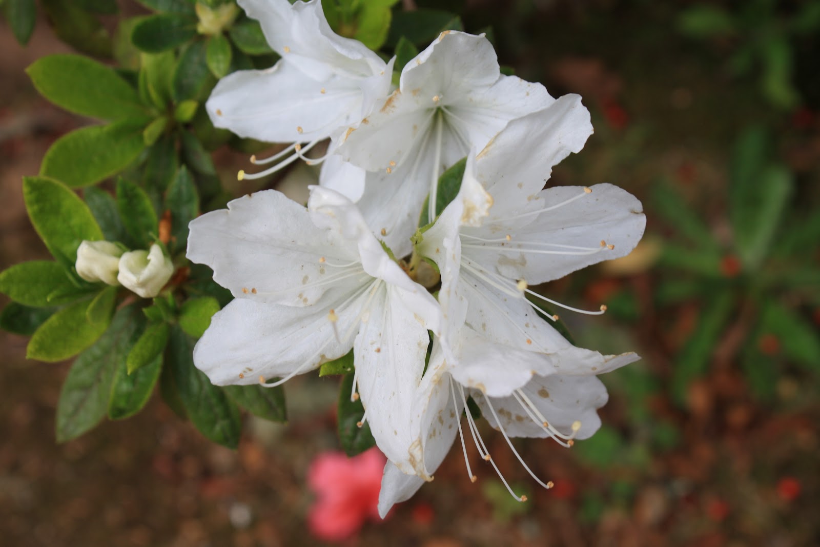 Flores da Madeira/Flowers from Madeira | A conta quilometros