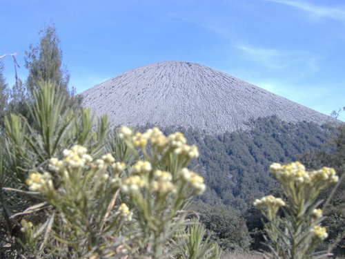 20+ Gambar Bunga Edelweis Di Bromo