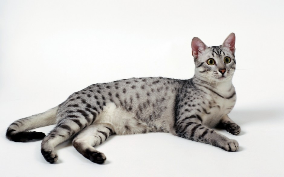 Foto Kucing Egyptian Mau Si EKsotis dari Mesir | Foto Kucing Terbaru