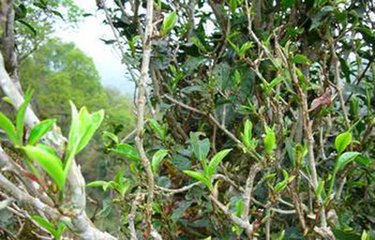 Coral Qiu Tea: Bangwai old tea tree