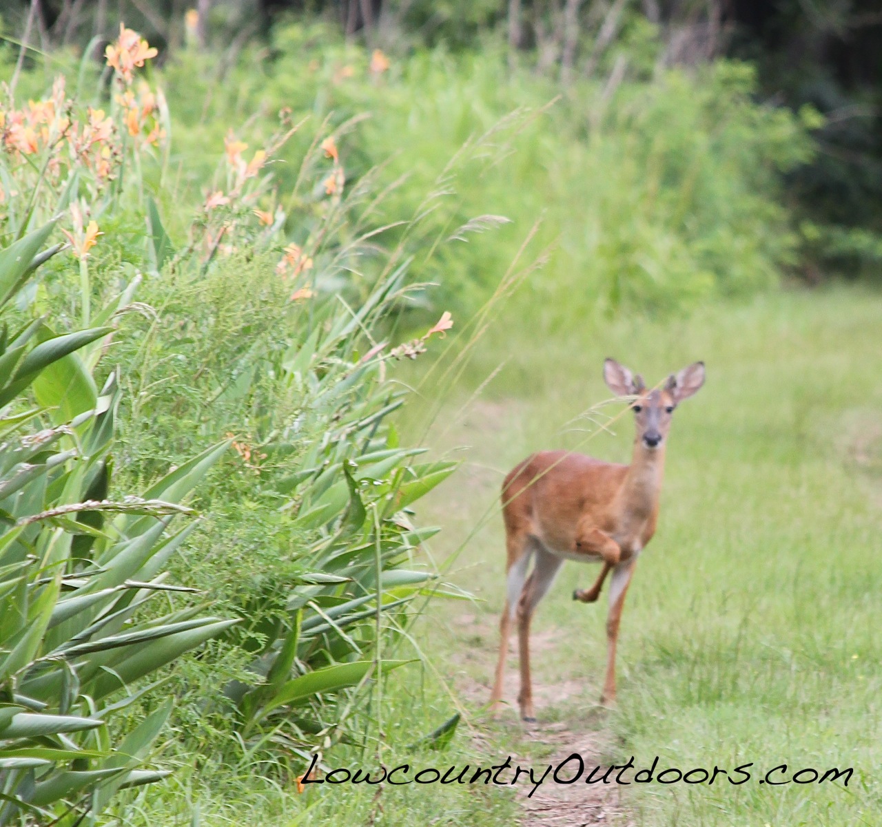 Lowcountry outdoors: S.C. Hunting License Proceeds and Deer Lottery Hunts
