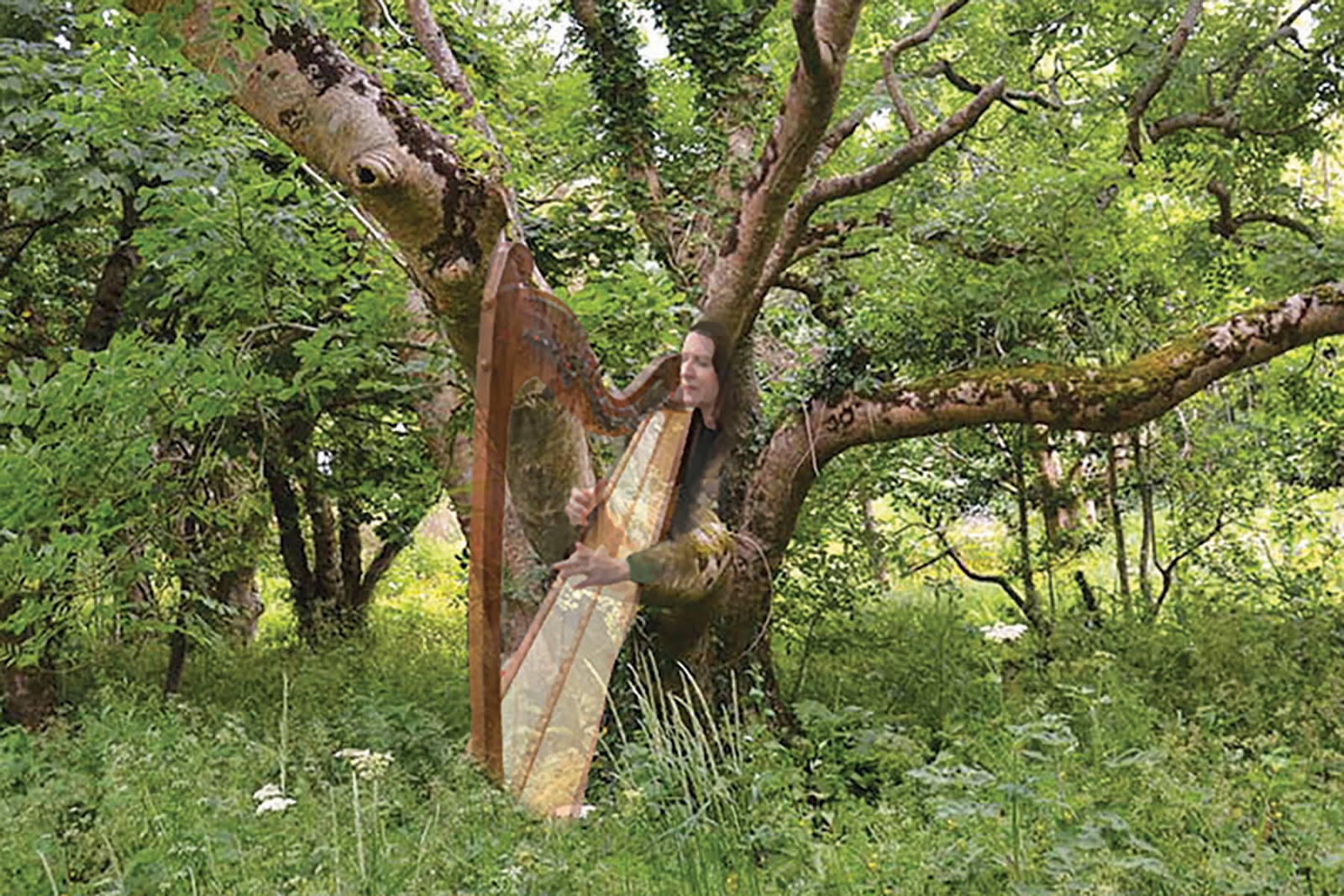 Canandaigua Writers Group: The Harping Tree by Karen Sorce